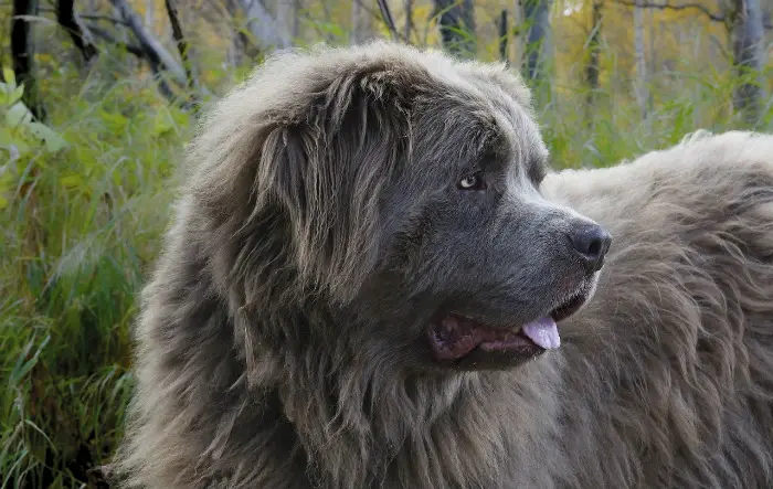 15 Best Dog Breeds for Babies and Toddlers – Friendly Pets Here!